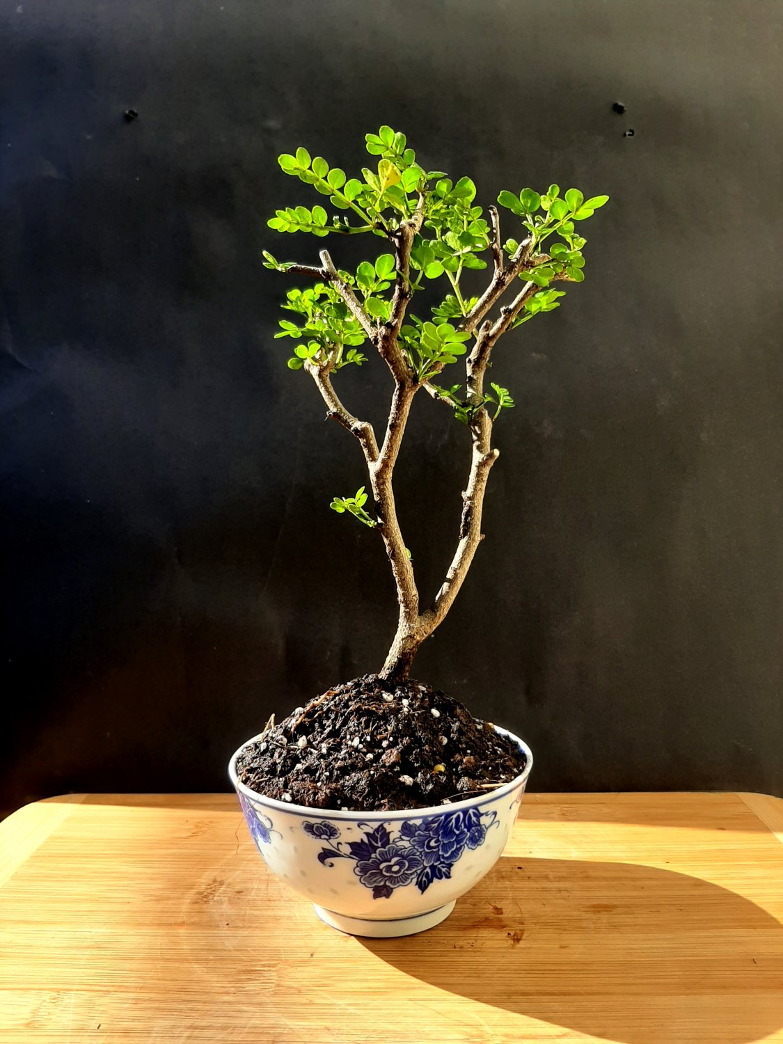Micro Bonsai Chinese pepper tree Zanthoxylum beecheyanum