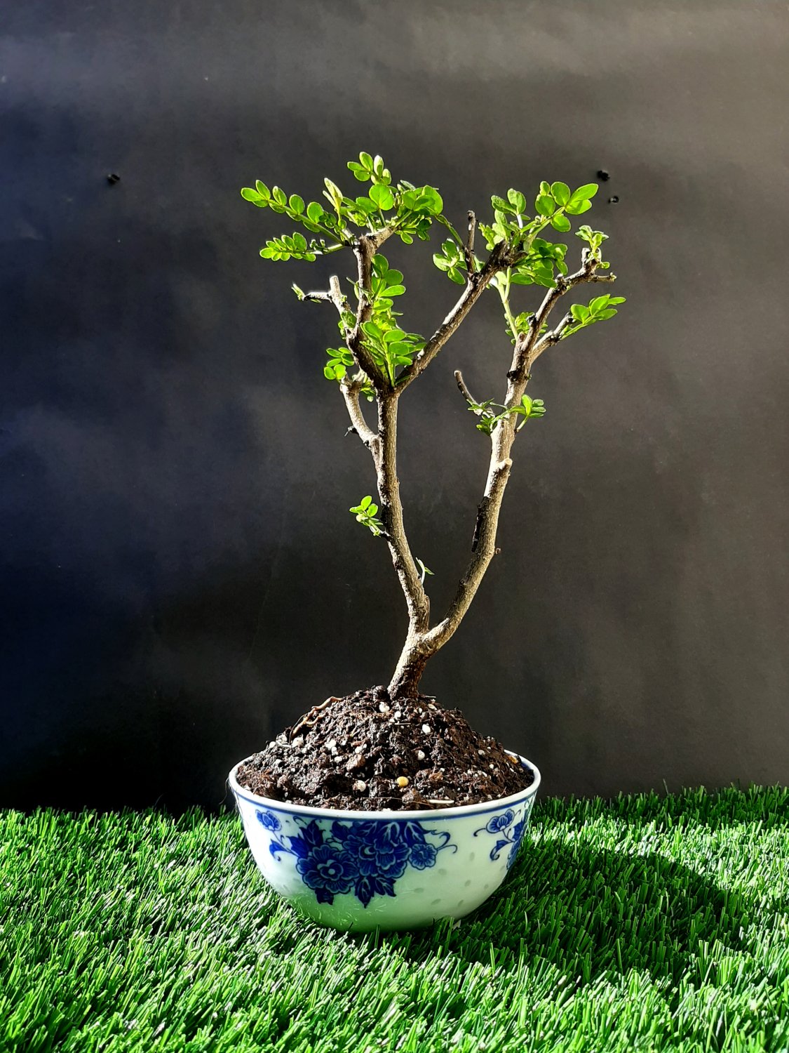 Micro Bonsai Chinese pepper tree Zanthoxylum beecheyanum