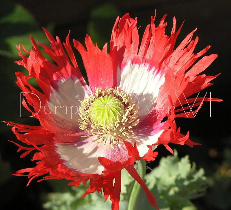 Danish Flag Poppy HUGE Red White annual 100+ seeds