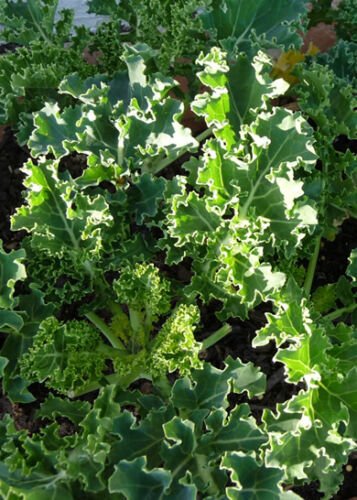 Dwarf Blue Curled Kale 100+ Organic seeds vitamin packed Delicious greens