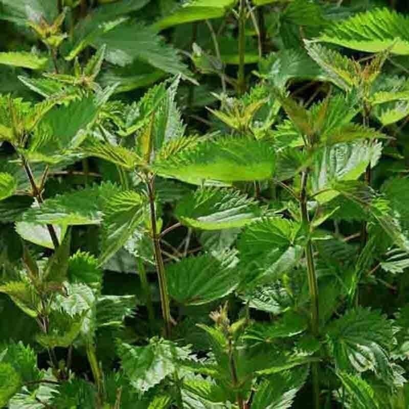 2000 STINGING NETTLE SEEDS INSECT DEER FLY REPELLENT PERENNIAL HERB ...