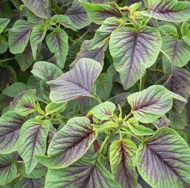 1000 SEEDS AMARANTH RED CALLALOO NON-GMO TRICOLOR CHINESE SPINACH ...