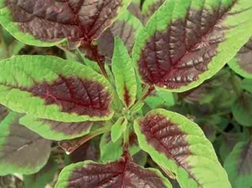 1000 SEEDS AMARANTH RED CALLALOO NON-GMO TRICOLOR CHINESE SPINACH ...