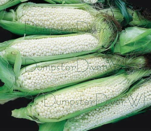 Country Gentleman heirloom Shoepeg White SWEET CORN 30+ seeds Organic ...