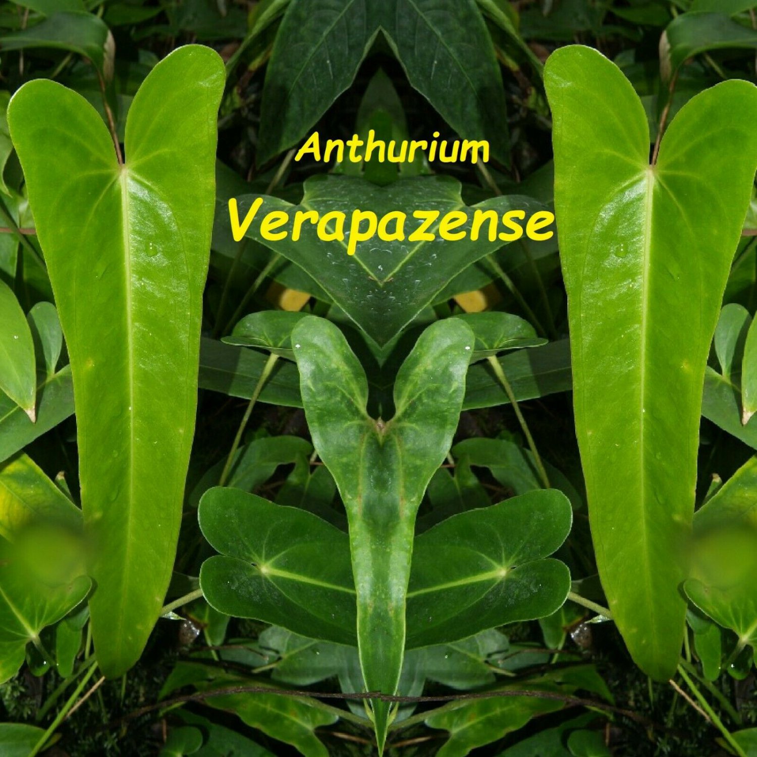 ~Anthurium~ Verapazense Engl RARE Exotic Aroid Medium size Plant Ei10