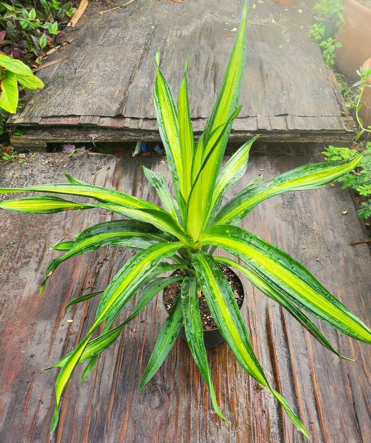 Dracaena "Rikki" Madagascar Dragon Tree Gorgeous Ships Bare Root