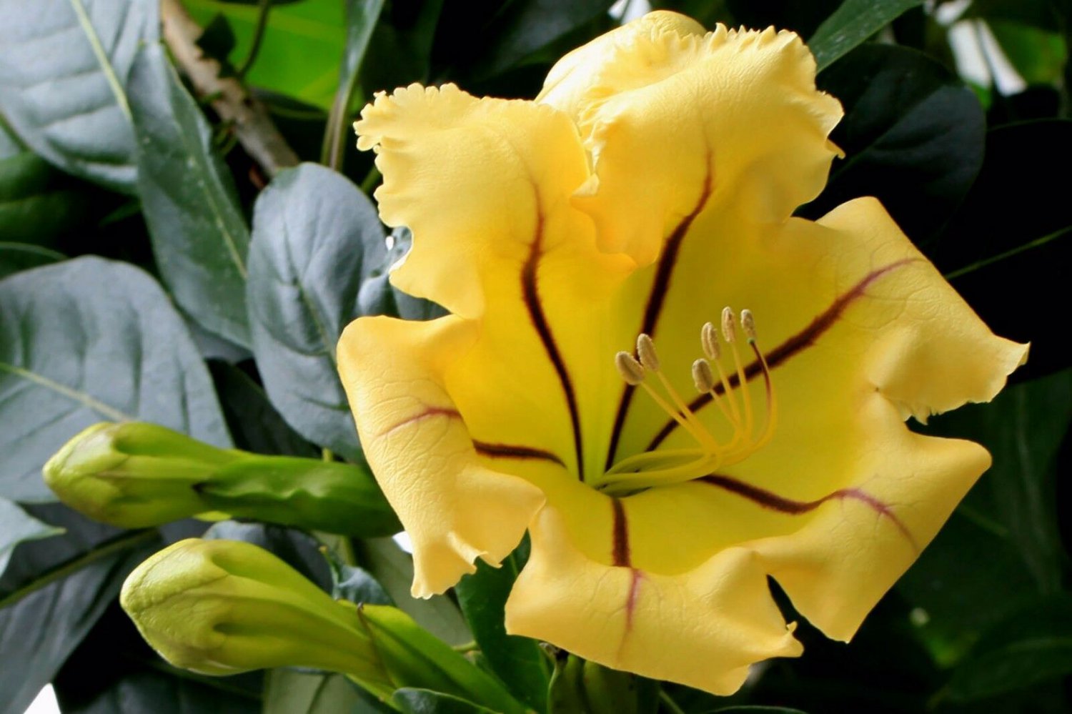 Cup of Gold Vine (Solandra maxima) Live Plant Outdoor/indoor plants.