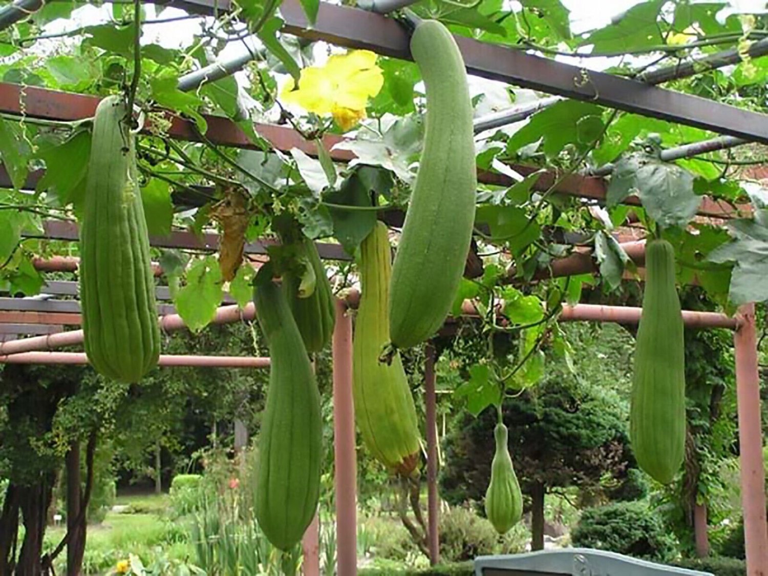 Smooth Loofah, Luffa aegyptiaca, Gourd Seeds 30 Seeds