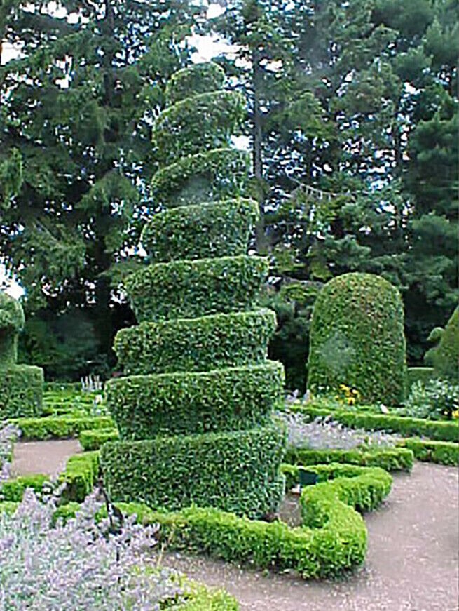 Privet Shrub, Ligustrum vulgare Seeds (Fast, Hardy, Fragrant, Hedge) 30 ...