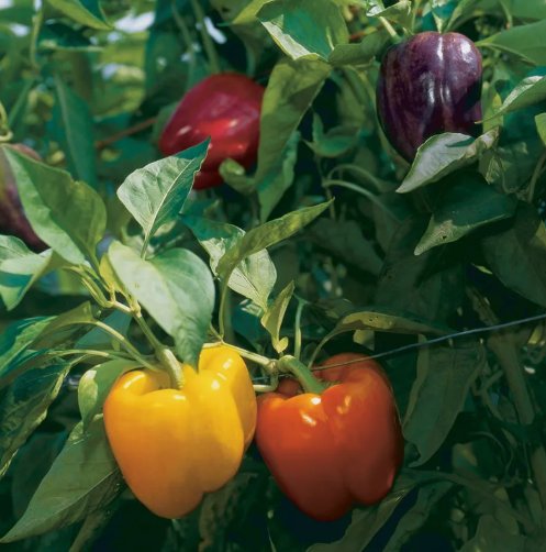 25 Rainbow Bell Pepper Seeds Capsicum Anuum Non-Gmo Variety Sizes Buy ...