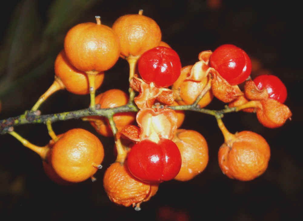 American Bittersweet, Celastrus scandens, Vine Seeds (Fast, Hardy, Showy)
