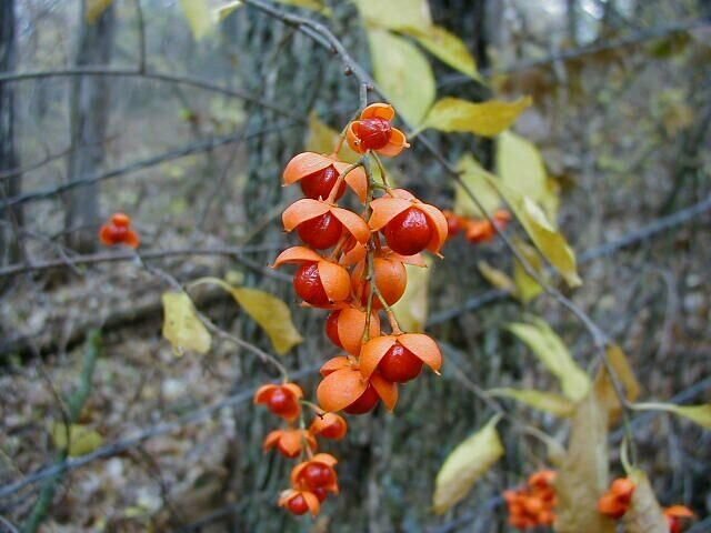 American Bittersweet, Celastrus scandens, Vine Seeds (Fast, Hardy, Showy)