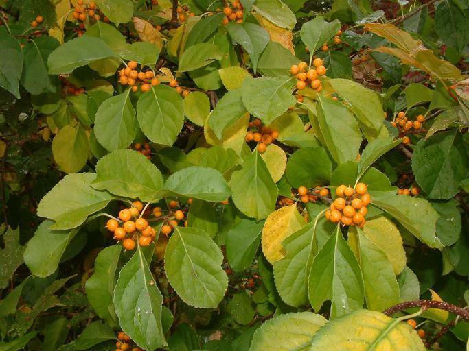 American Bittersweet, Celastrus scandens, Vine Seeds (Fast, Hardy, Showy)