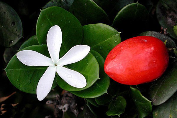Natal Plum, Carissa macrocarpa, (Carissa grandiflora), Shrub Seeds ...