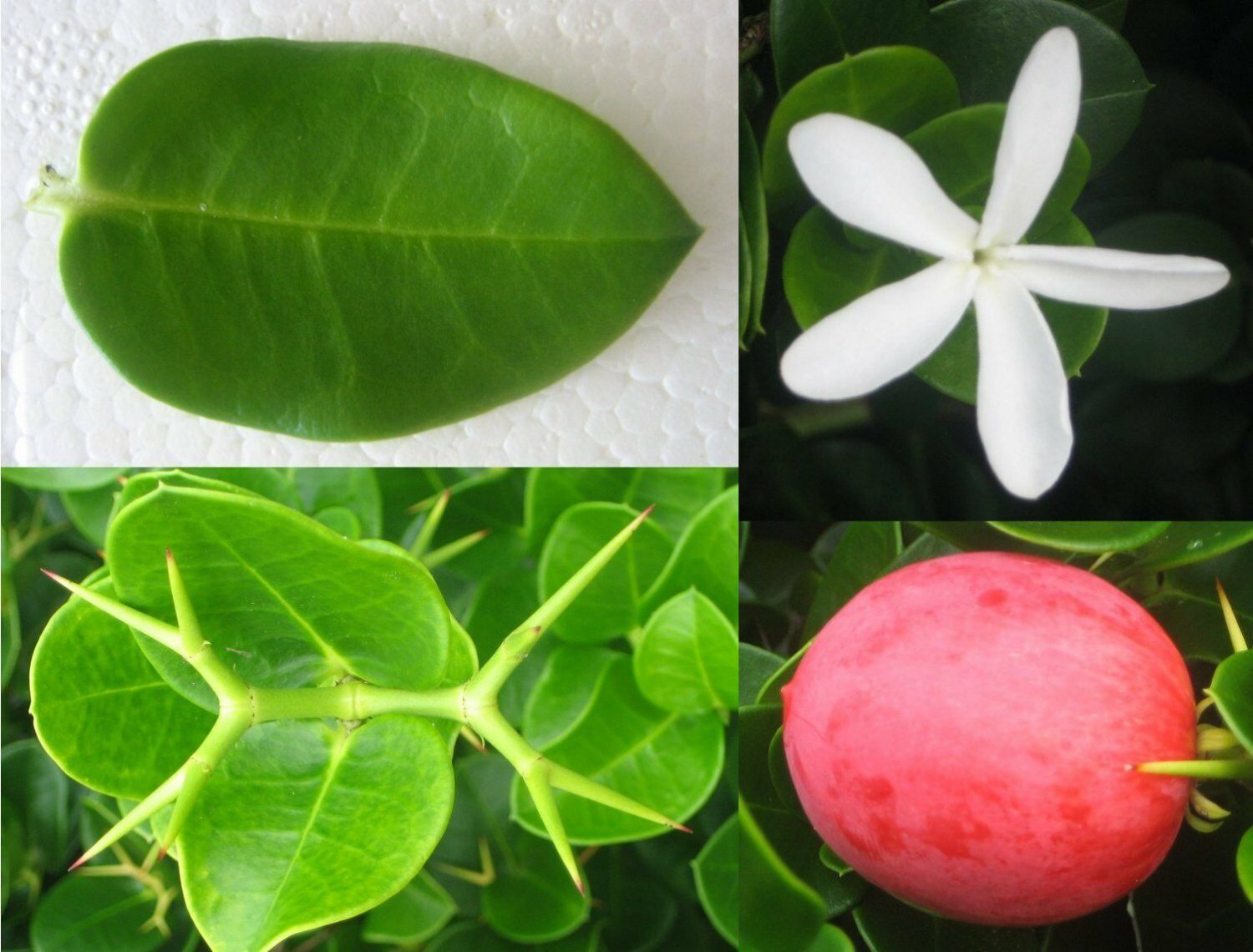 Natal Plum, Carissa macrocarpa, (Carissa grandiflora), Shrub Seeds ...