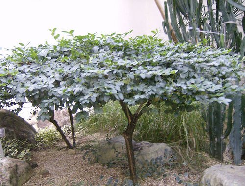 Natal Plum, Carissa macrocarpa, (Carissa grandiflora), Shrub Seeds ...