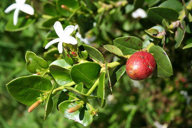 Natal Plum, Carissa macrocarpa, (Carissa grandiflora), Shrub Seeds ...