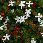 Natal Plum, Carissa macrocarpa, (Carissa grandiflora), Shrub Seeds ...