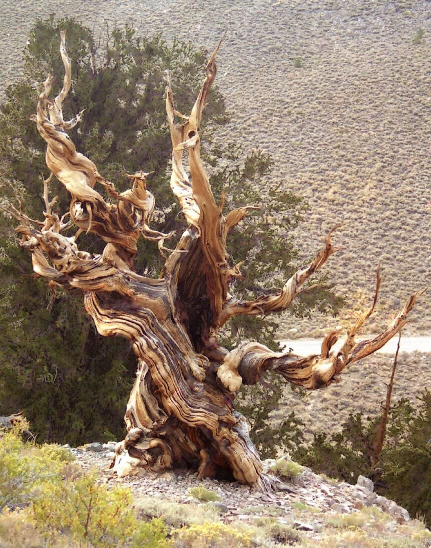 10 Bristlecone Pine, Pinus aristata, Tree Seeds (Hardy Evergreen, Bonsai)