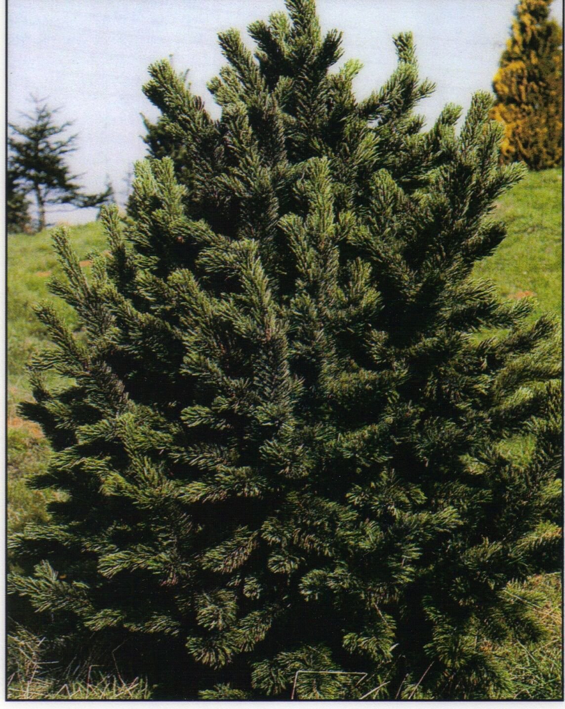 10 Bristlecone Pine, Pinus aristata, Tree Seeds (Hardy Evergreen, Bonsai)