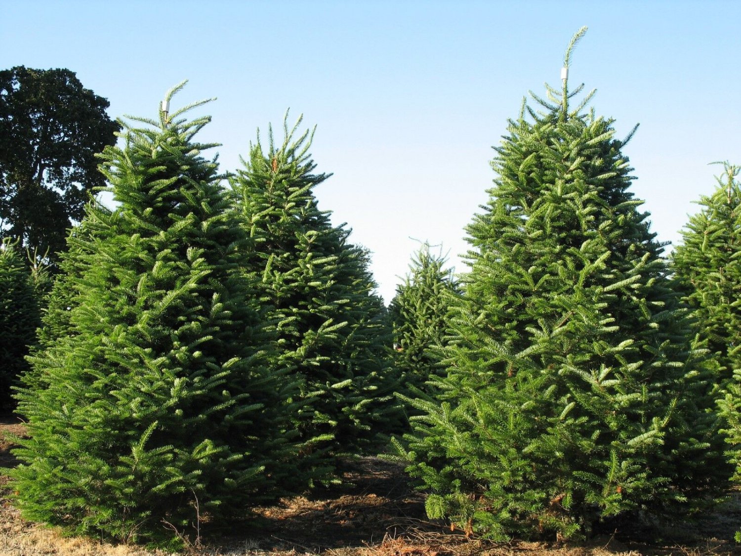 30 Balsam Fir, Abies balsamea, Tree Seeds (Fragrant Hardy Evergreen ...