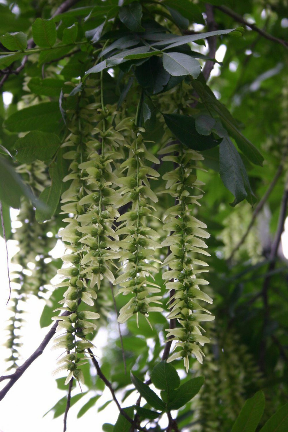 Chinese Wingnut, Pterocarya stenoptera, Tree Seeds (Rare, Fast, Showy)