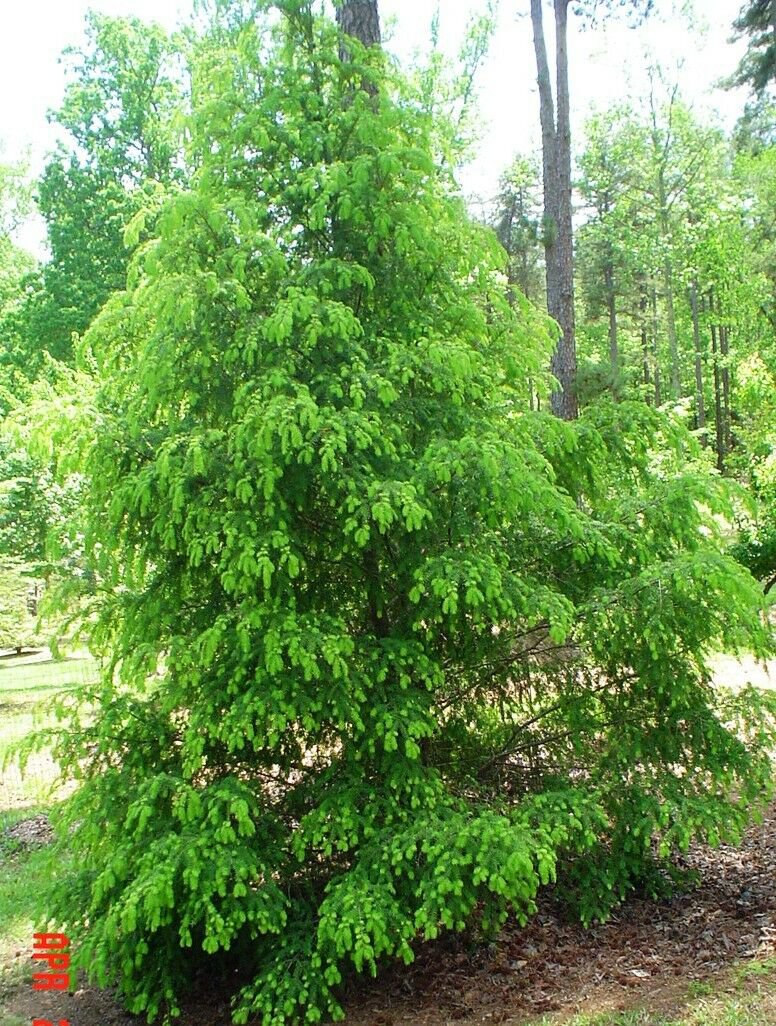 30 Chinese Hemlock, Tsuga chinensis, Tree Seeds (Hardy Evergreen)