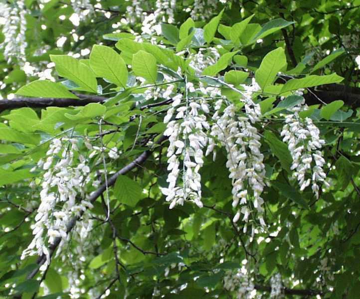10 American Yellowwood, Cladrastis kentukea, Tree Seeds (Showy, Hardy ...