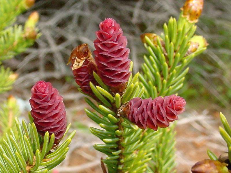 50 White Spruce, Picea glauca, Tree Seeds (Hardy Evergreen)