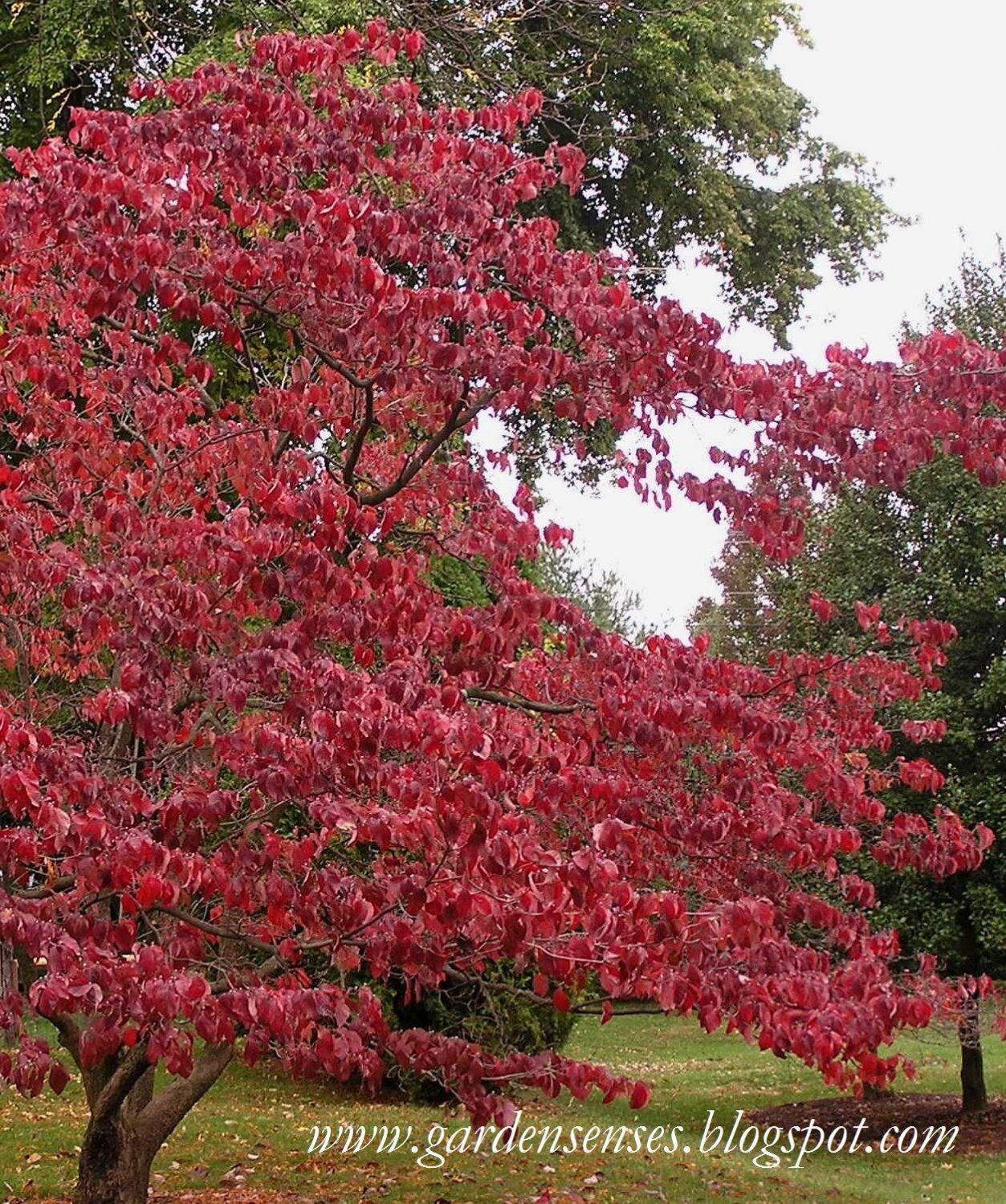 10 White Flowering Dogwood, Cornus florida, Tree Seeds (Showy, Fall ...