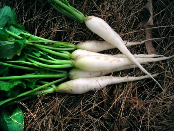White Icicle Radish Seeds Mini Daikon NON-GMO