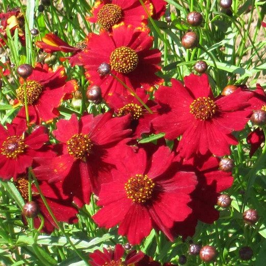 Tall Red Plains Coreopsis Seeds Non-GMO