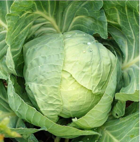 Early Round Dutch Cabbage Seeds Heirloom Cold Tolerant Vegetable