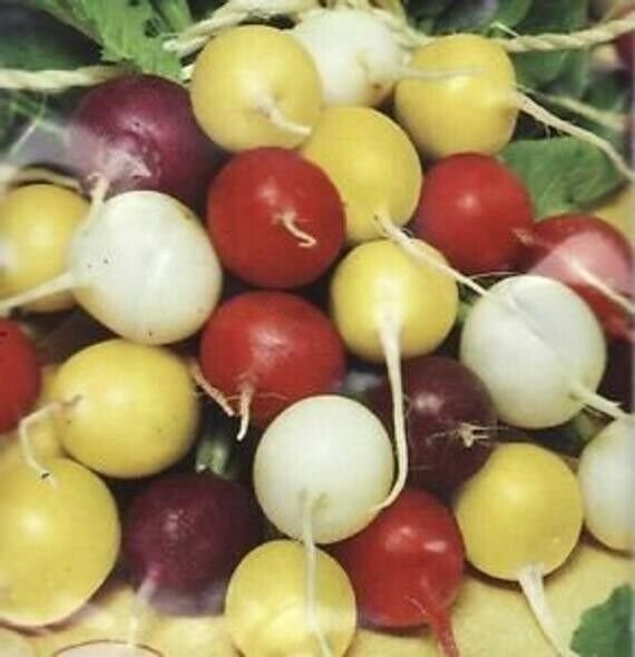 Crayon Colors Mix Radish Seeds NON-GMO 100+ Seeds