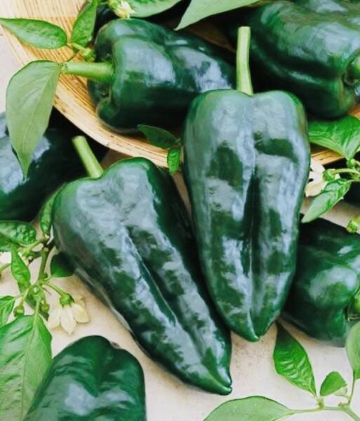 Ancho Poblano Grande Pepper Seeds Non-Gmo Heirloom