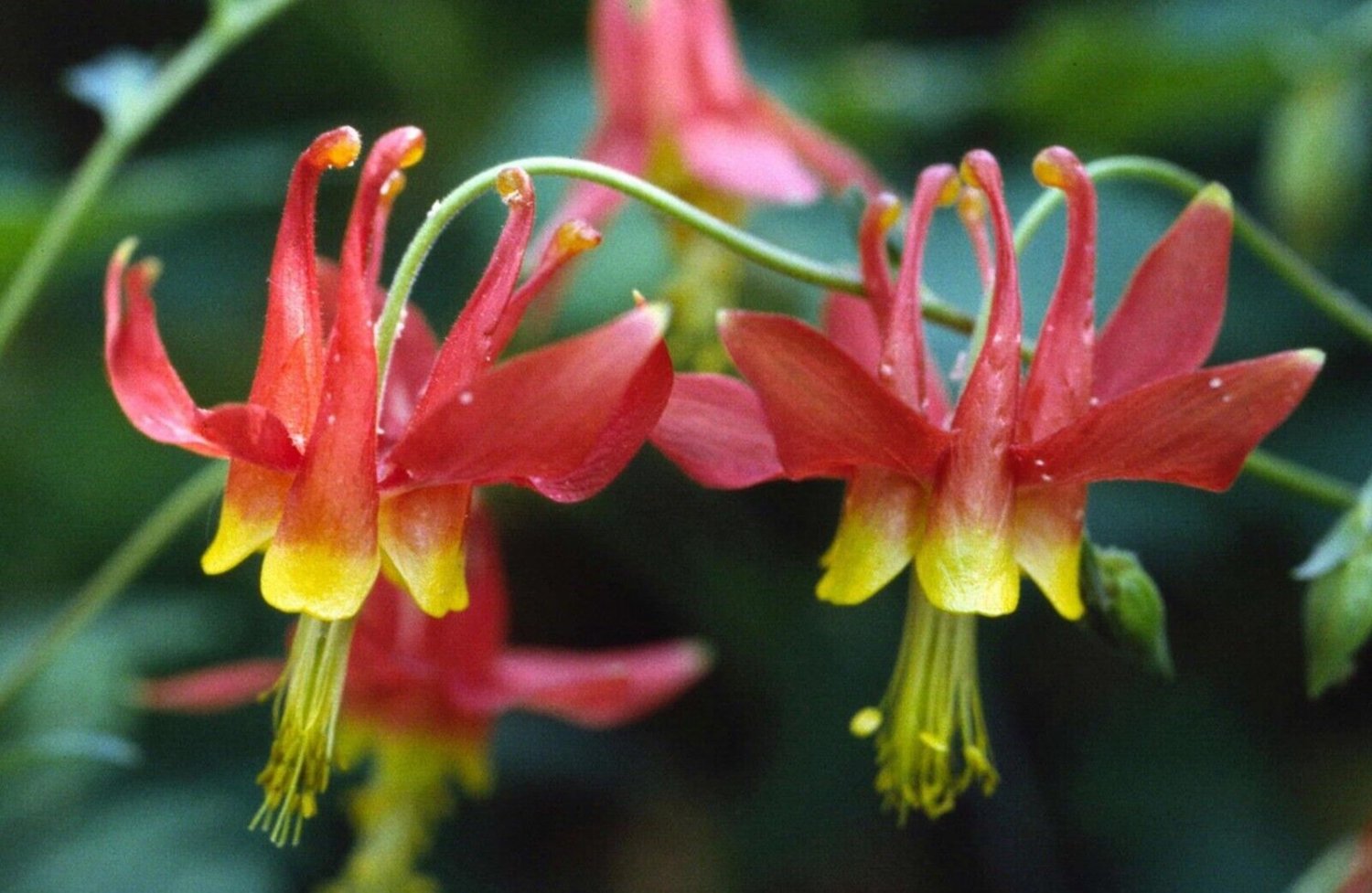 50 Seeds Eastern Red Columbine {Aquilegia Canadensis}