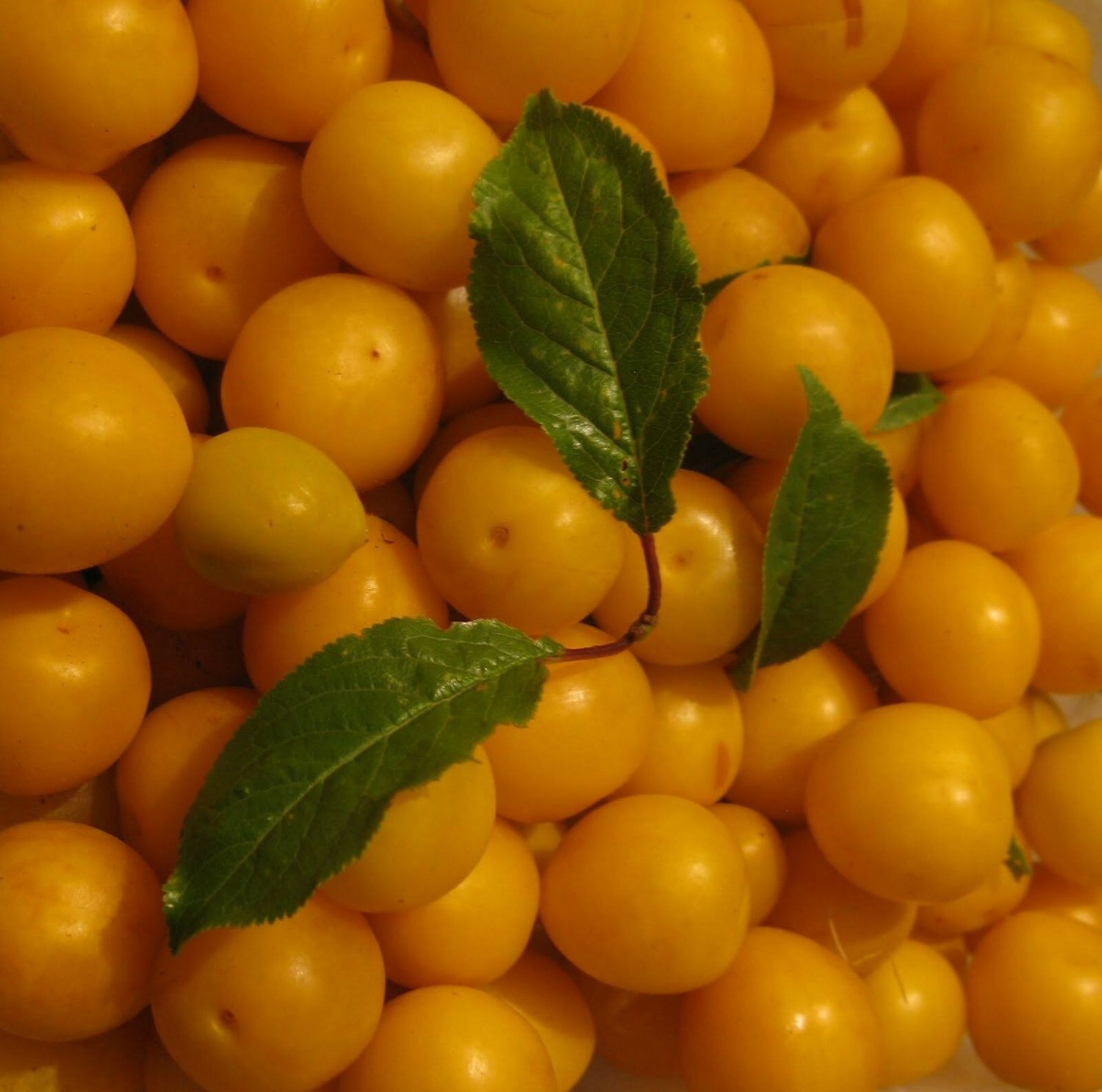 5 yellow plum(Mirabelle plum) tree bio seeds - beautiful tree with ...