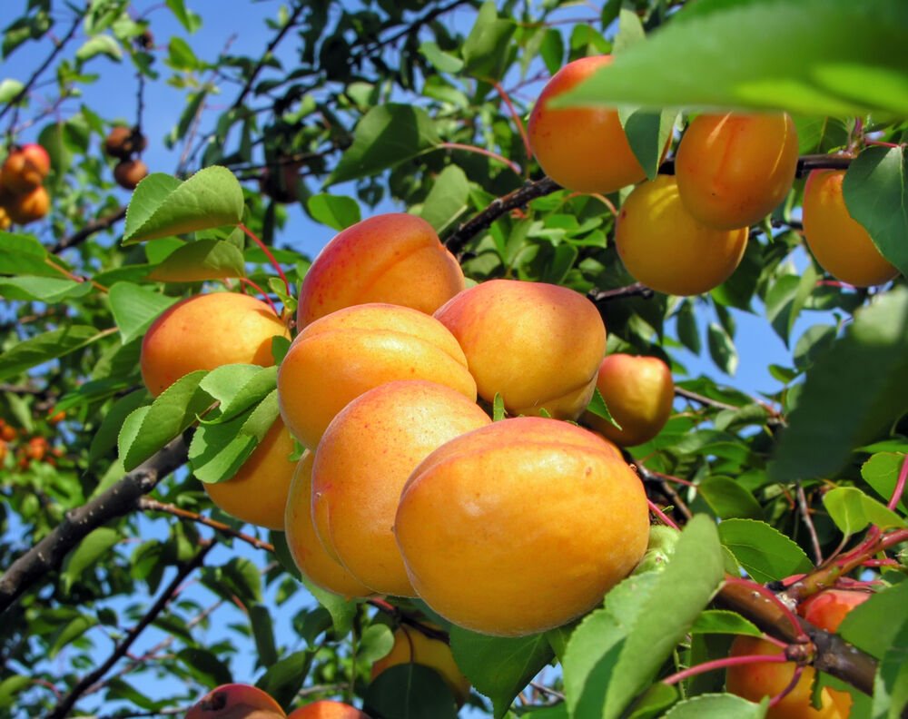 5 Apricot (Prunus armeniaca) -tree bio seeds - Delicious fruit!Easy to ...