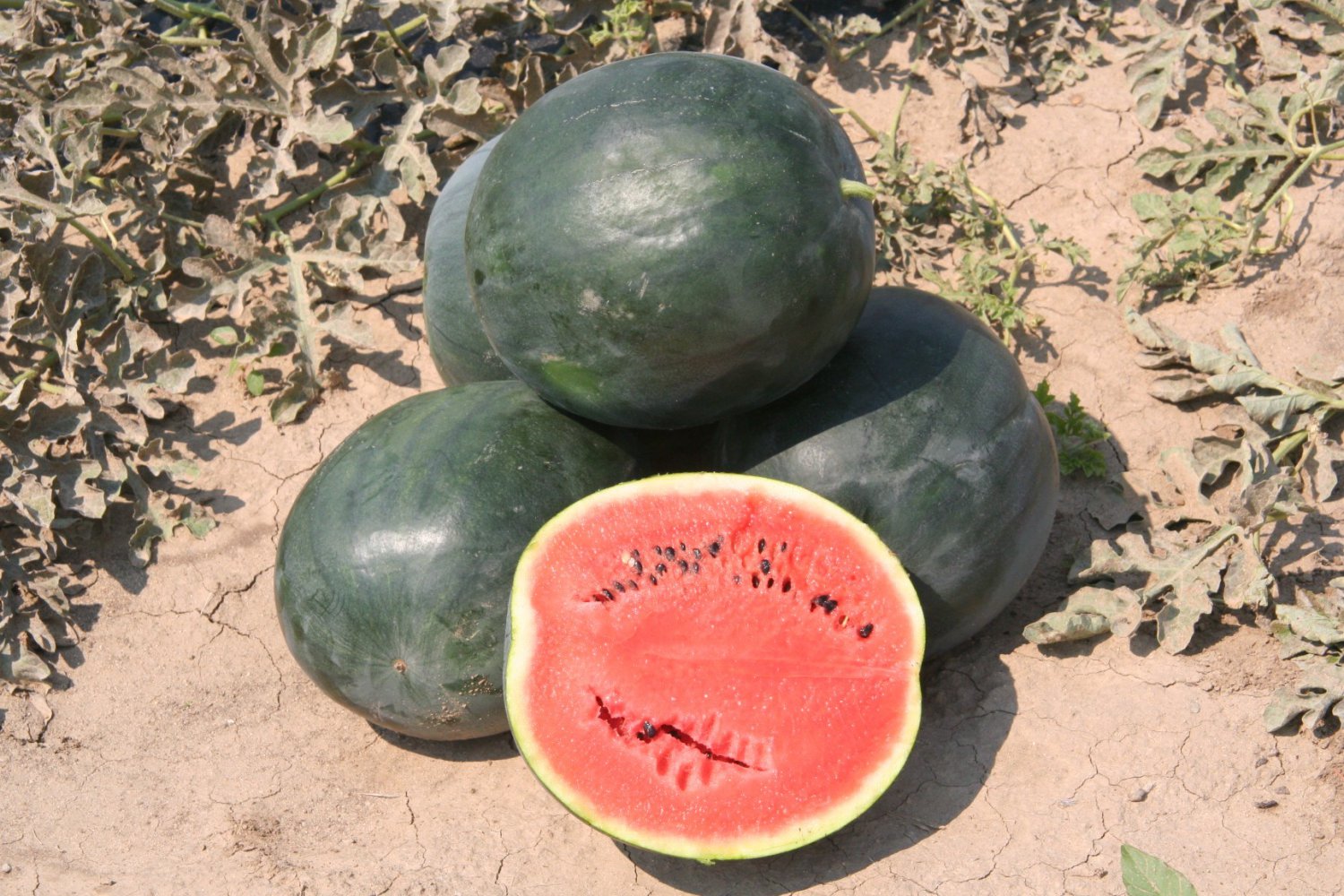 Free Shipping!10 Watermelon tree seeds! delicious fruit!! Fresh bio ...