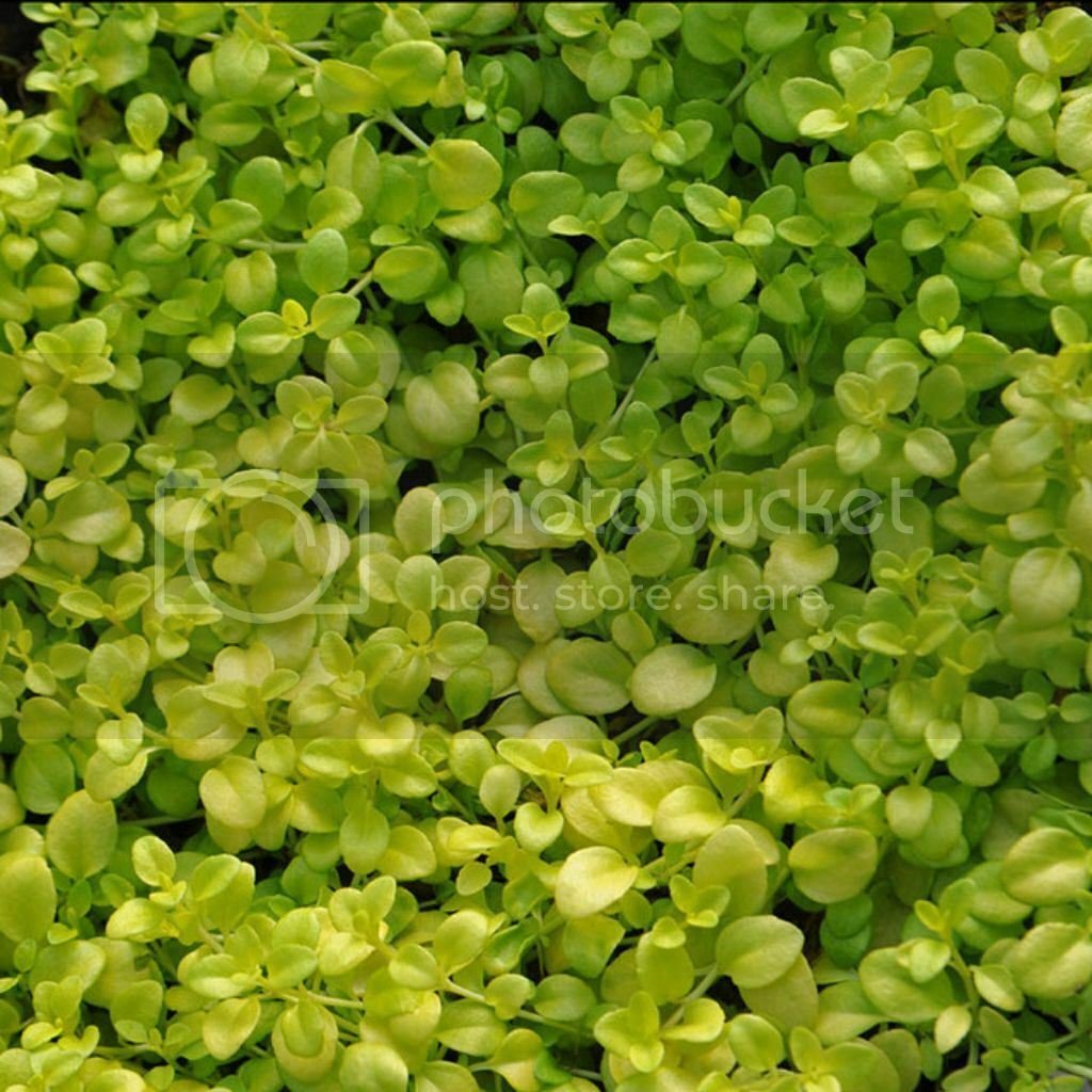 Veronica Repens Green Groundcover Plant 24 Plants 2inPot Live Plant NN7 ...