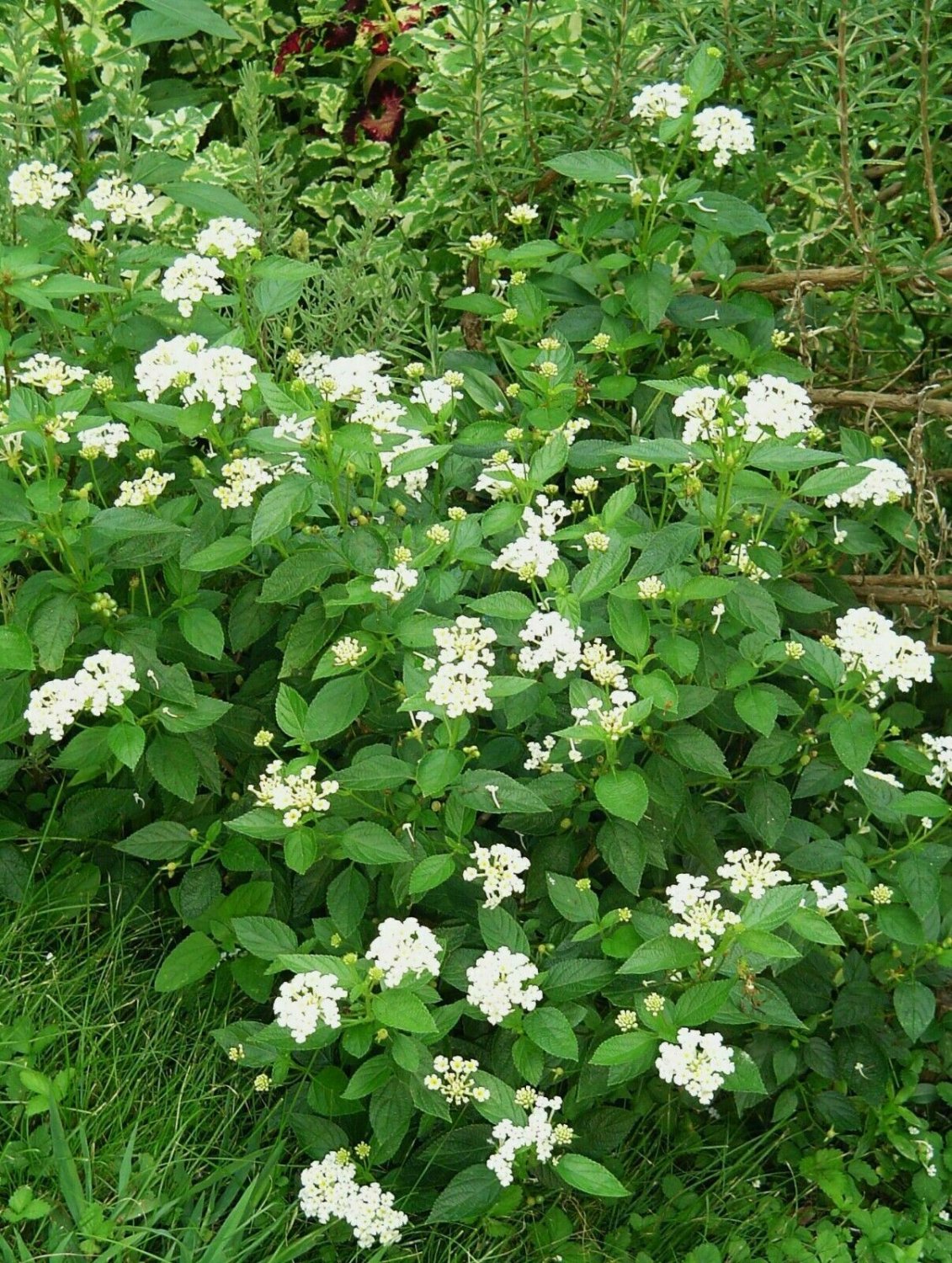 Creeping Lantana Lantana White ennial plant 1gallon Live Plant NN7