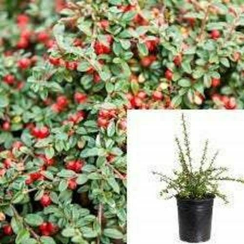 Cotoneaster Parneyi plant 5gallon Live Plant NN7 FR75G Outdoor