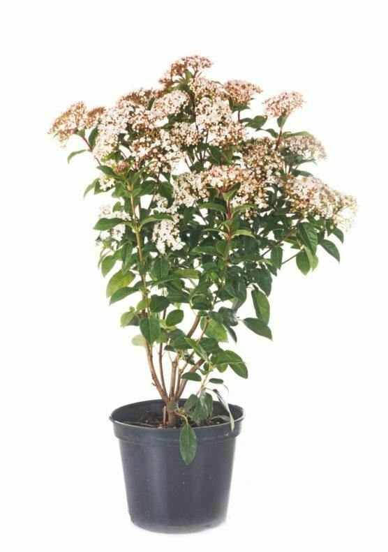 Viburnum tinus Compacta Spring Bouquet Viburnum plant 1gallon Live ...