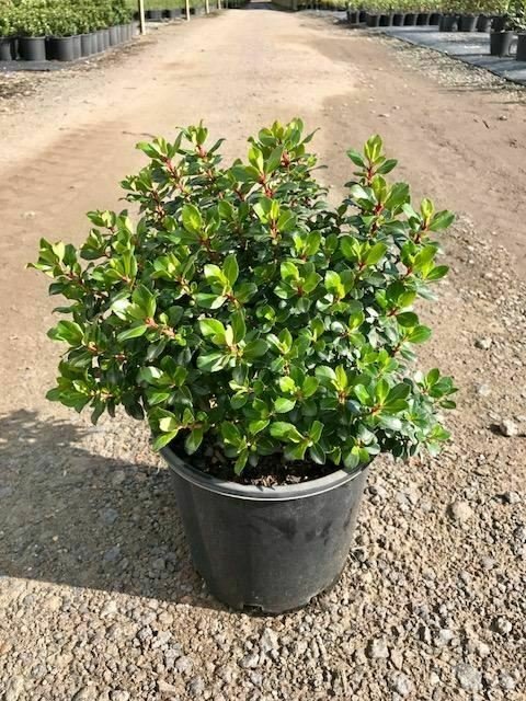 Escallonia Compacta Escallonia dwarf plant 1gallon Live Plant NN7 MR71G