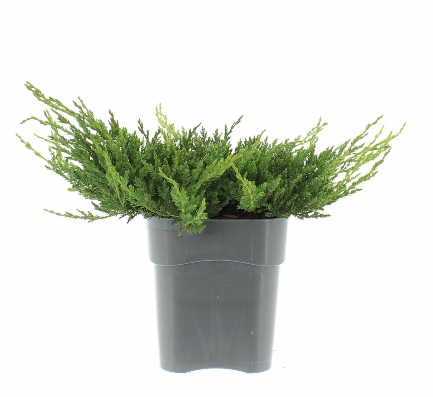 Juniperus Prince of Wales plant 1gallon Live Plant NN7 FR71G Outdoor