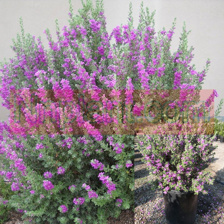 Leucophyllum Fruit Compacta Plant Texas Ranger 1Gallon A + Fr7 Live Plant