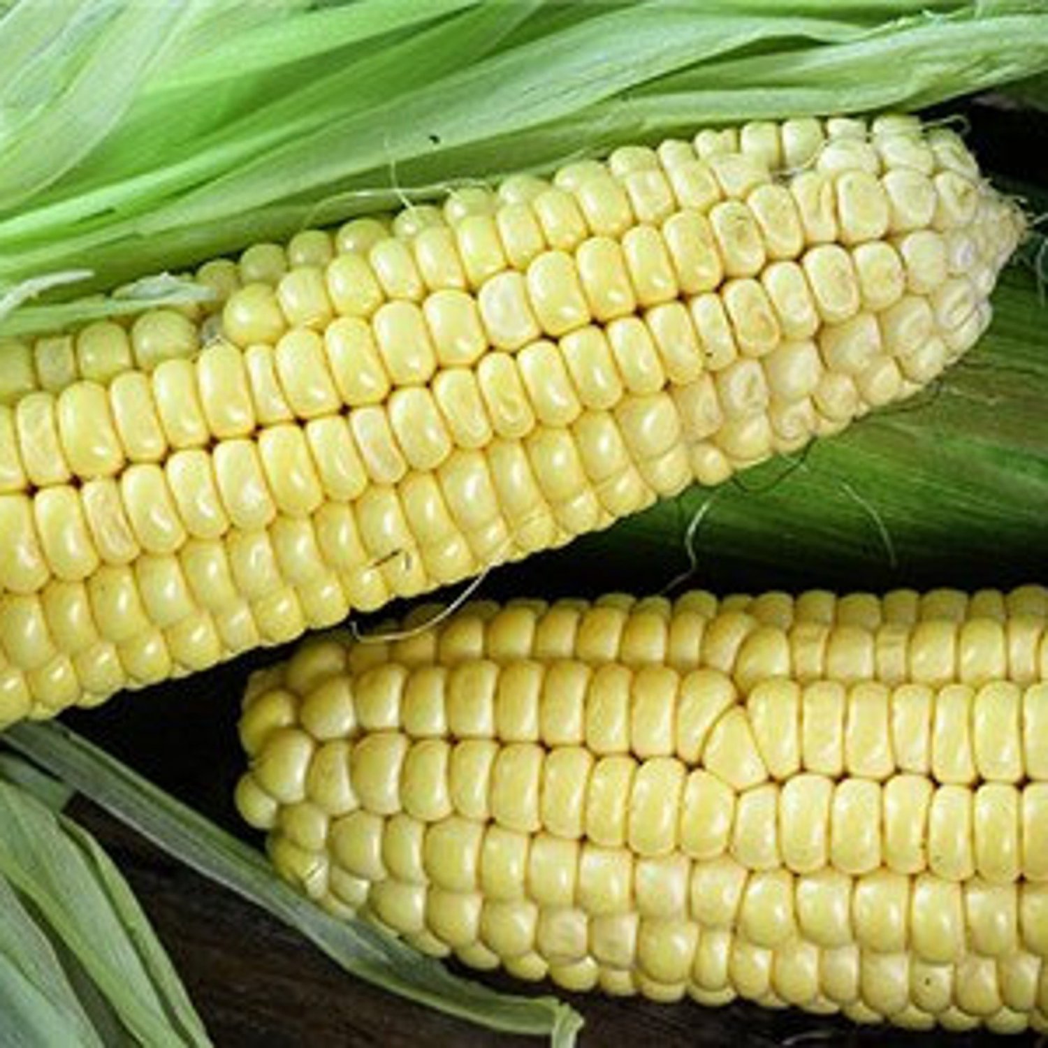 Fishers Earliest Sweet Corn Seeds Montana Bred Short Season High ...