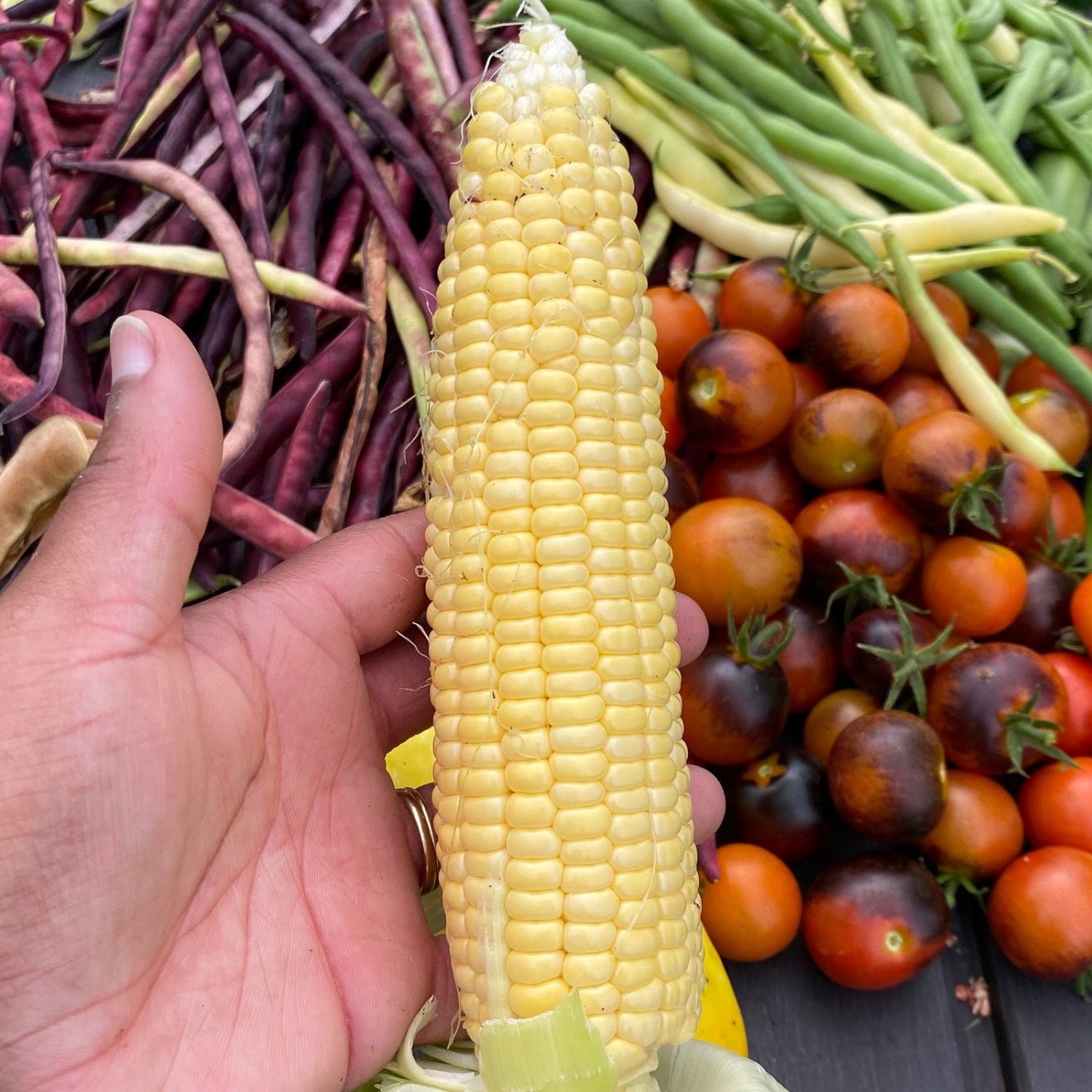 Bodacious Yellow Corn Seeds