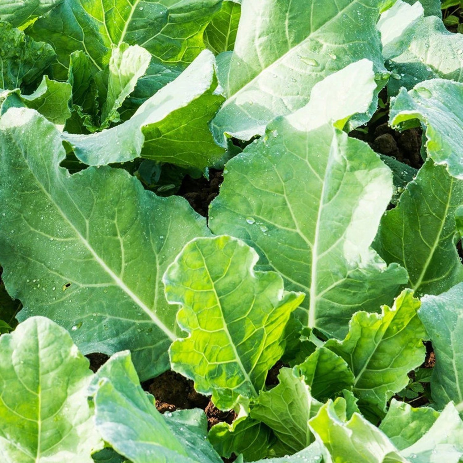Premiere Kale 25 Seeds