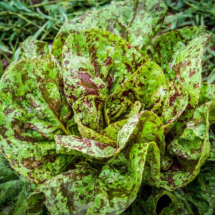 Freckles Romaine Lettuce Seeds Lactuca Sativa B145